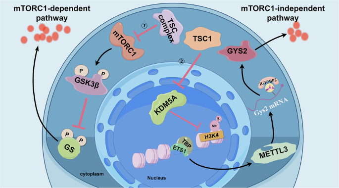 Uncomplexed-TSC1 deploys novel mTORC1-independent pathway to exacerbate ...