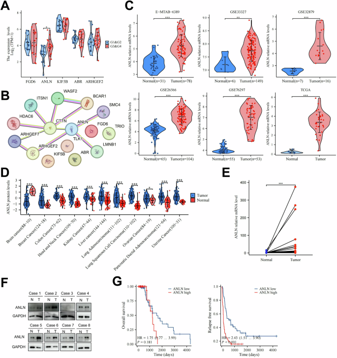VIRMA/IGF2BP3-mediated ANLN upregulation promotes intrahepatic ...