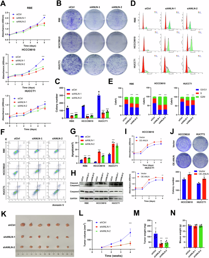 VIRMA/IGF2BP3-mediated ANLN upregulation promotes intrahepatic ...