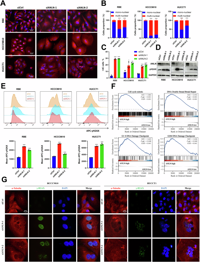 VIRMA/IGF2BP3-mediated ANLN upregulation promotes intrahepatic ...