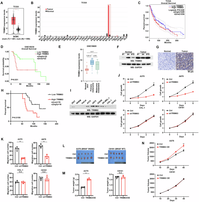 TRIM63/IRF-8 axis promotes tumor progression and immunosuppression of ...