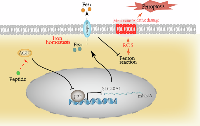 AGR2 suppresses ferroptosis via the p53/FPN1 regulatory axis and drives ...