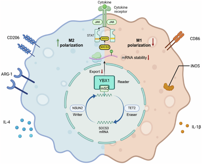 NSUN2-mediated m5C modification of SOCS3 mRNA modulates macrophage ...