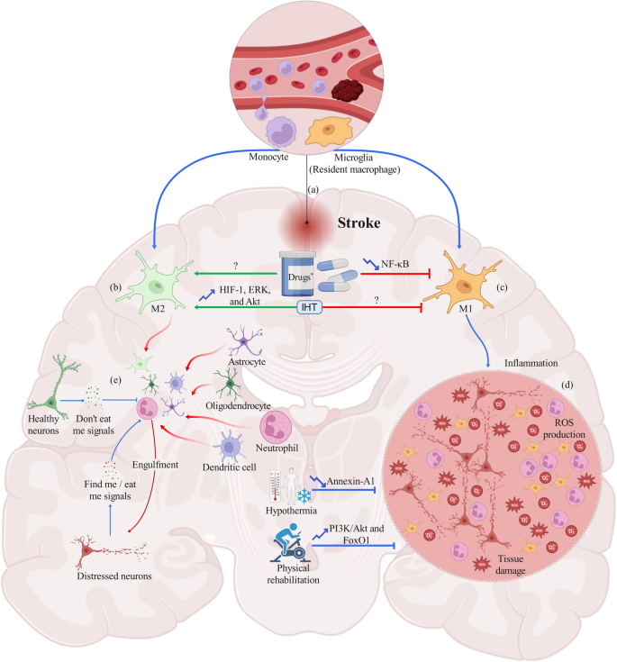 Advancing stroke recovery: unlocking the potential of cellular dynamics ...