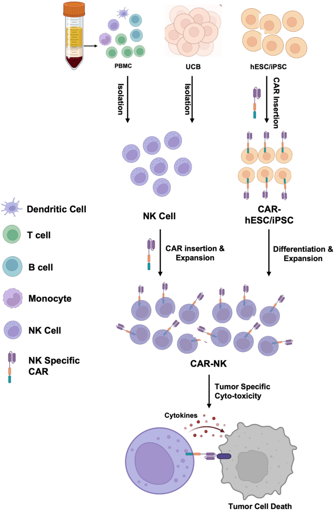 Emerging roles of CAR-NK cell therapies in tumor immunotherapy: current status and future ...