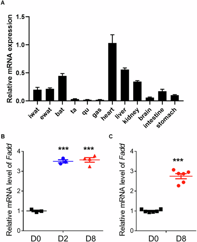 FADD regulates adipose inflammation, adipogenesis, and adipocyte ...