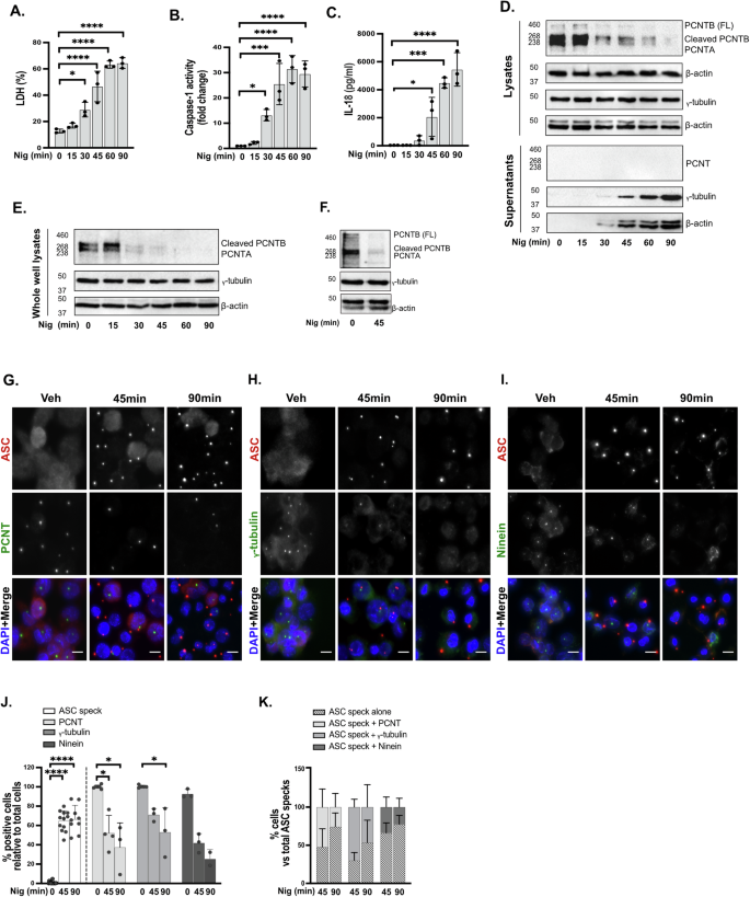 Pyroptosis leads to loss of centrosomal integrity in macrophages | Cell ...