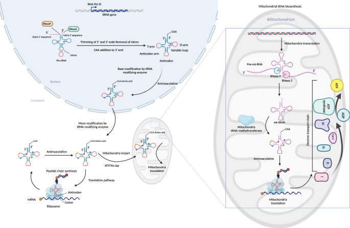 Dysregulation of tRNA methylation in cancer: Mechanisms and targeting ...