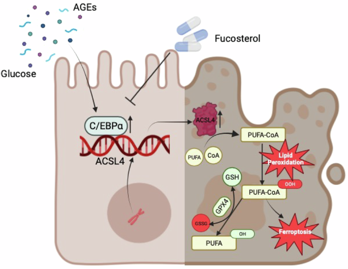 C/EBPα-mediated ACSL4-dependent ferroptosis exacerbates tubular injury ...