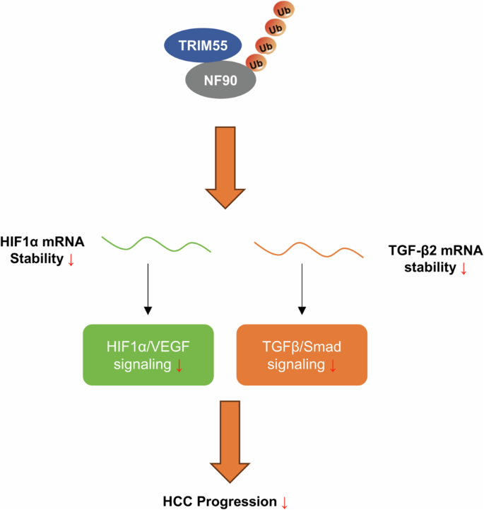 TRIM55 restricts the progression of hepatocellular carcinoma through ubiquitin-proteasome ...
