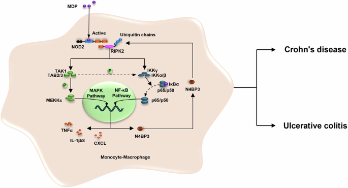 N4BP3 facilitates NOD2-MAPK/NF-κB pathway in inflammatory bowel disease ...