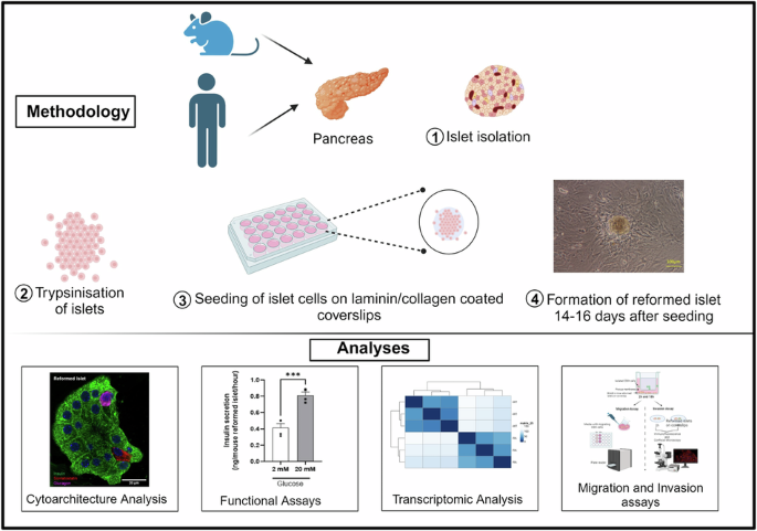 Reformed islets: a long-term primary cell platform for exploring mouse ...