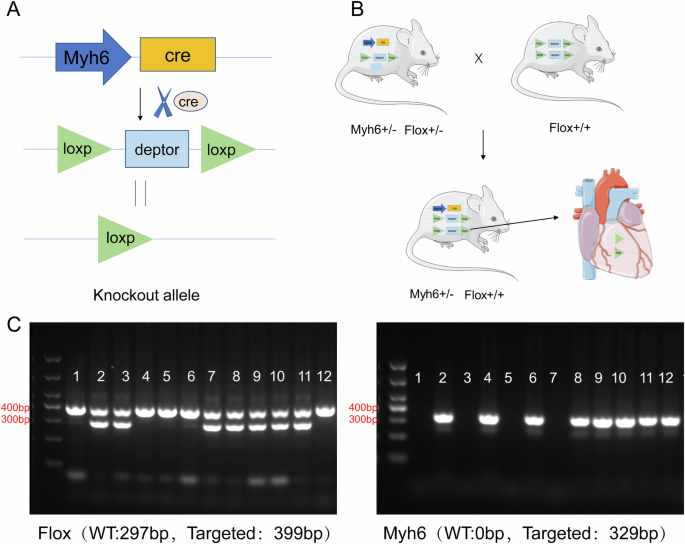 Deptor protects against myocardial ischemia-reperfusion injury by ...