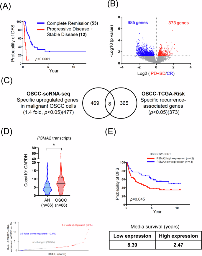 PSMA2 promotes chemo- and radioresistance of oral squamous cell ...