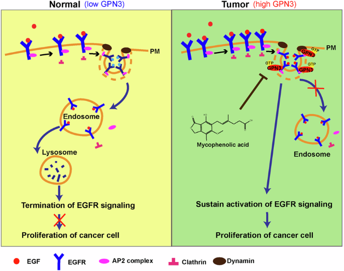 GTPase GPN3 facilitates cell proliferation and migration in non-small ...