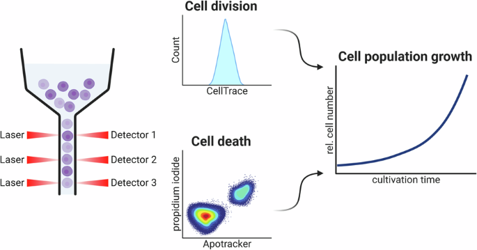 CeDaD—a novel assay for simultaneous tracking of cell death and division in a single population ...