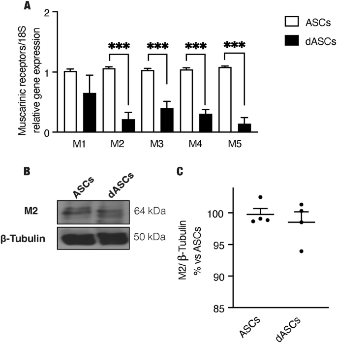 Acetylcholine muscarinic M2 receptor maintains human Schwann-like ...