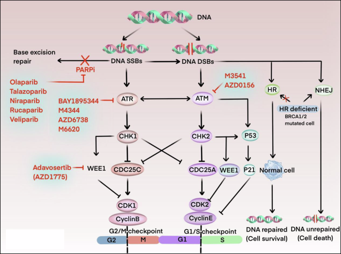 Perspectives on cancer therapy—synthetic lethal precision medicine ...