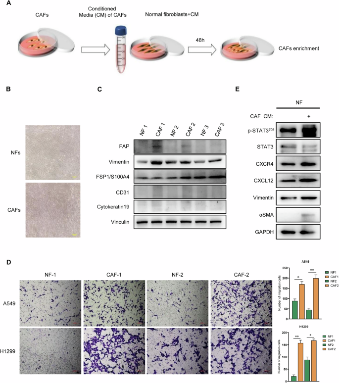 CXCL12 alone is enough to Reprogram Normal Fibroblasts into Cancer ...