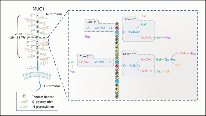 Transmembrane mucins in lung adenocarcinoma: understanding of current ...