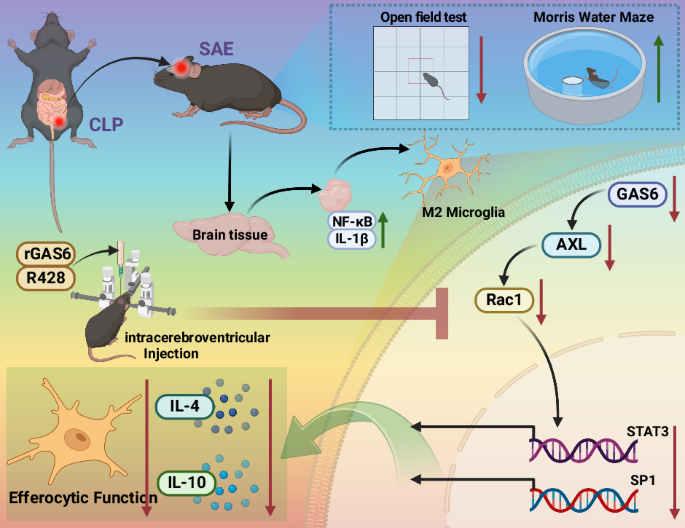 GAS6/AXL signaling promotes M2 microglia efferocytosis to alleviate ...