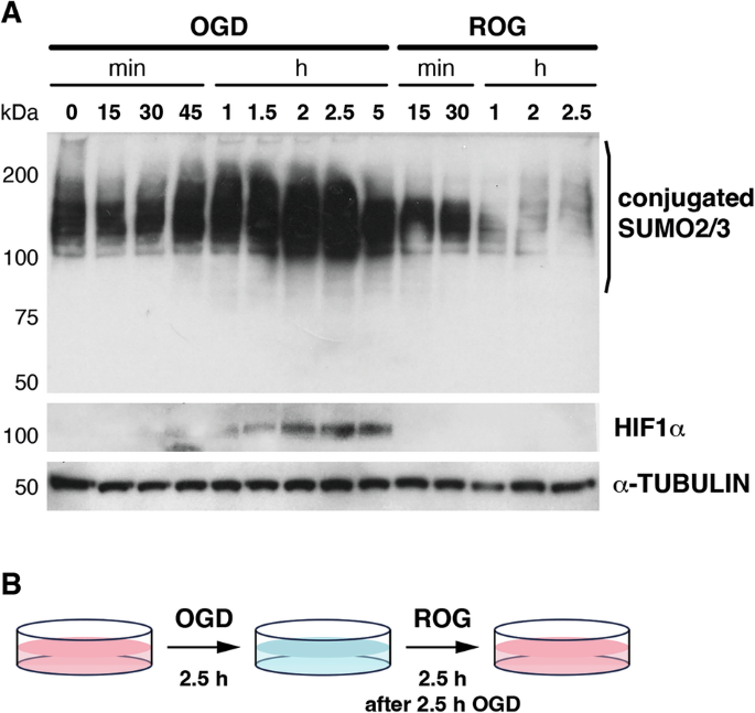 SUMO2/3 modification of transcription-associated proteins controls cell ...
