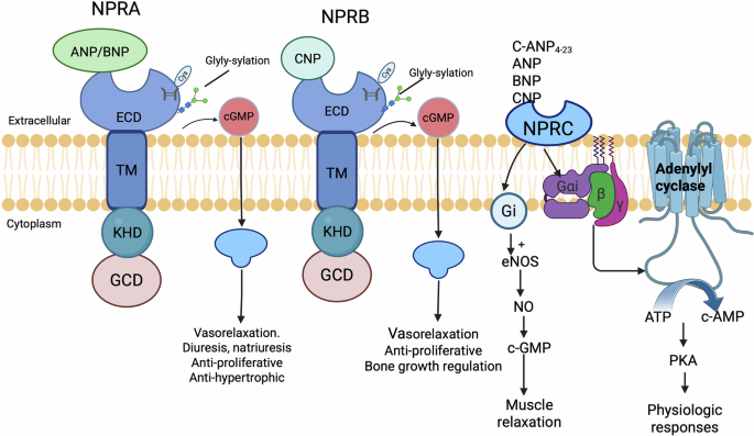 The role and clinical value of natriuretic peptide receptor family in malignant tumor | Cell ...