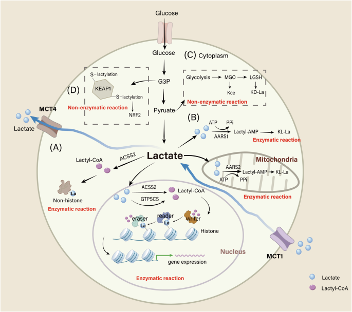 Roles of lactylation in lipid metabolism and related diseases | Cell ...