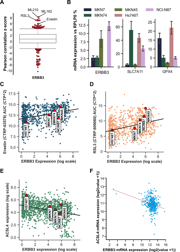 ERBB3 influences the ferroptosis pathway via modulation of lipid ...