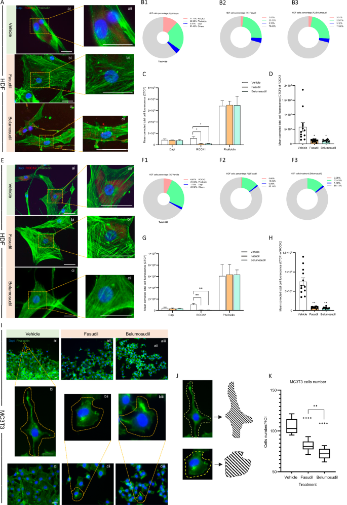 Rho-kinase inhibition reduces subretinal fibrosis | Cell Death Discovery