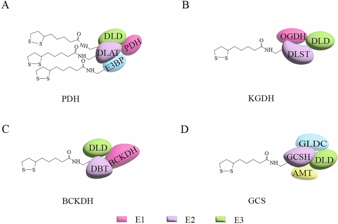 Protein lipoylation in cancer: metabolic reprogramming and therapeutic ...
