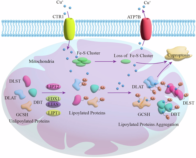 Protein lipoylation in cancer: metabolic reprogramming and therapeutic ...