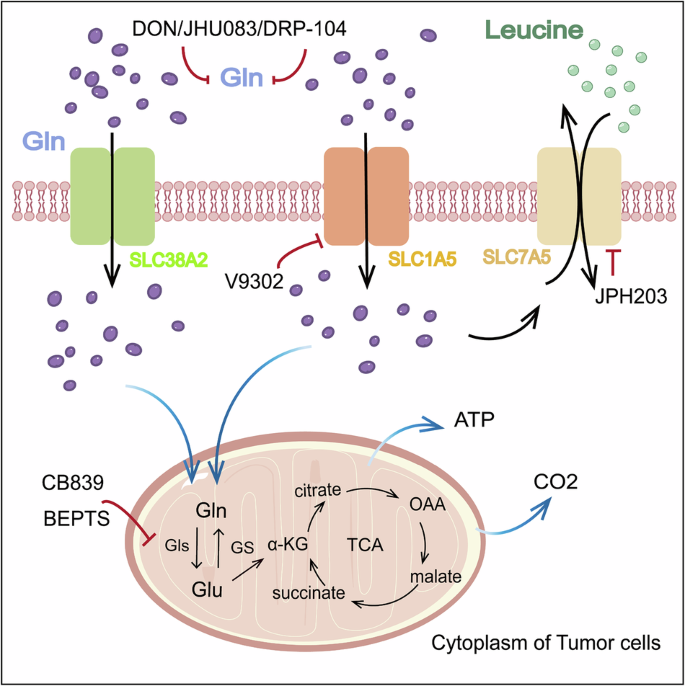 Glutamine: a new strategy for targeted metabolic therapy in the tumor ...