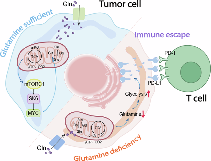 Glutamine: a new strategy for targeted metabolic therapy in the tumor microenvironment | Cell ...