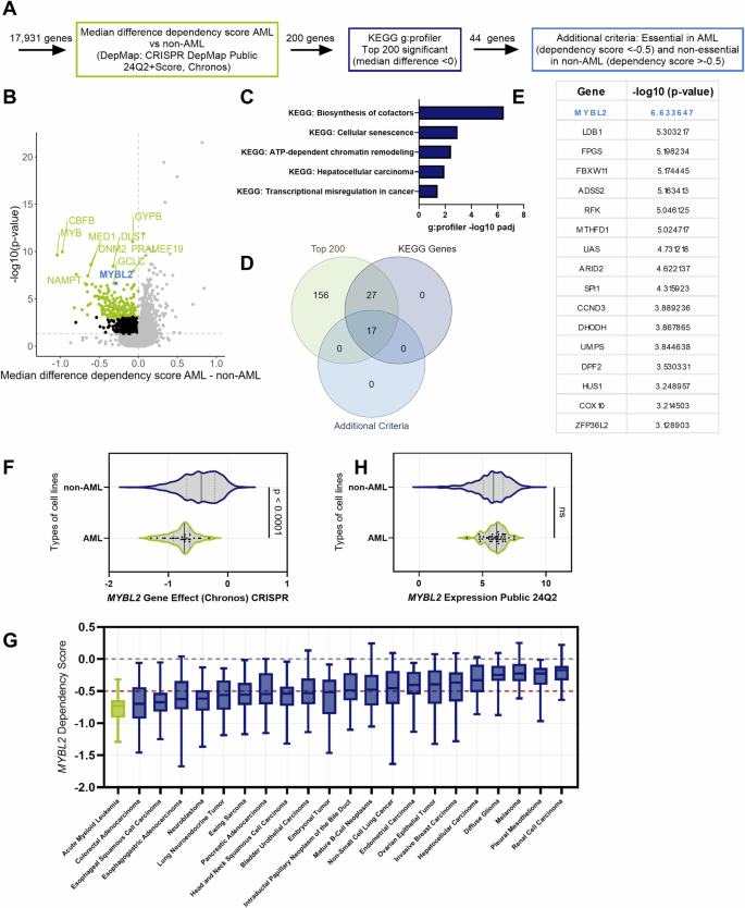 Cell cycle regulator MYBL2 is a distinct vulnerability in acute myeloid ...