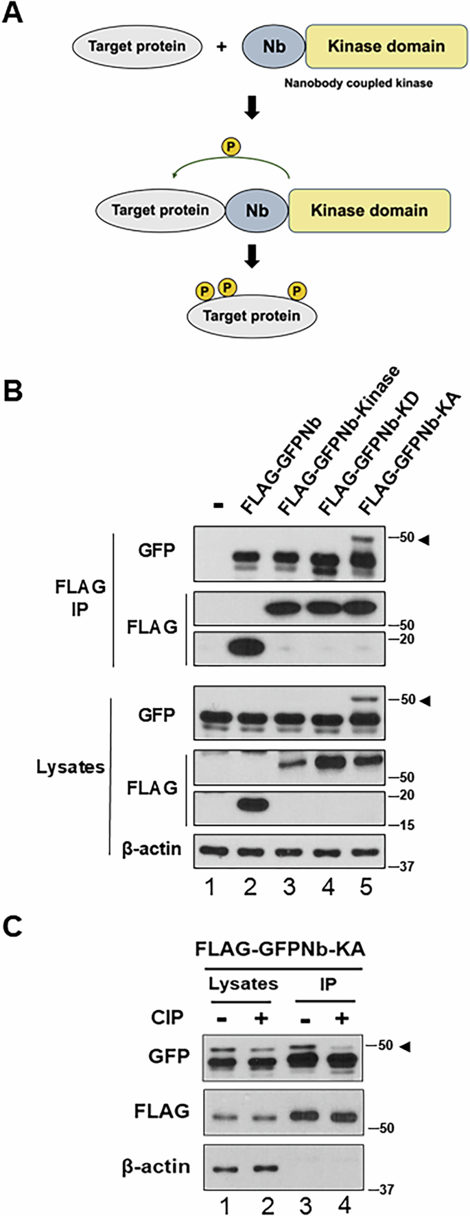 Regulation of cellular states via targeted phosphorylation of p53 using ...