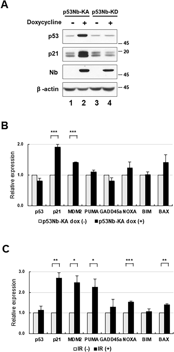 Regulation of cellular states via targeted phosphorylation of p53 using ...