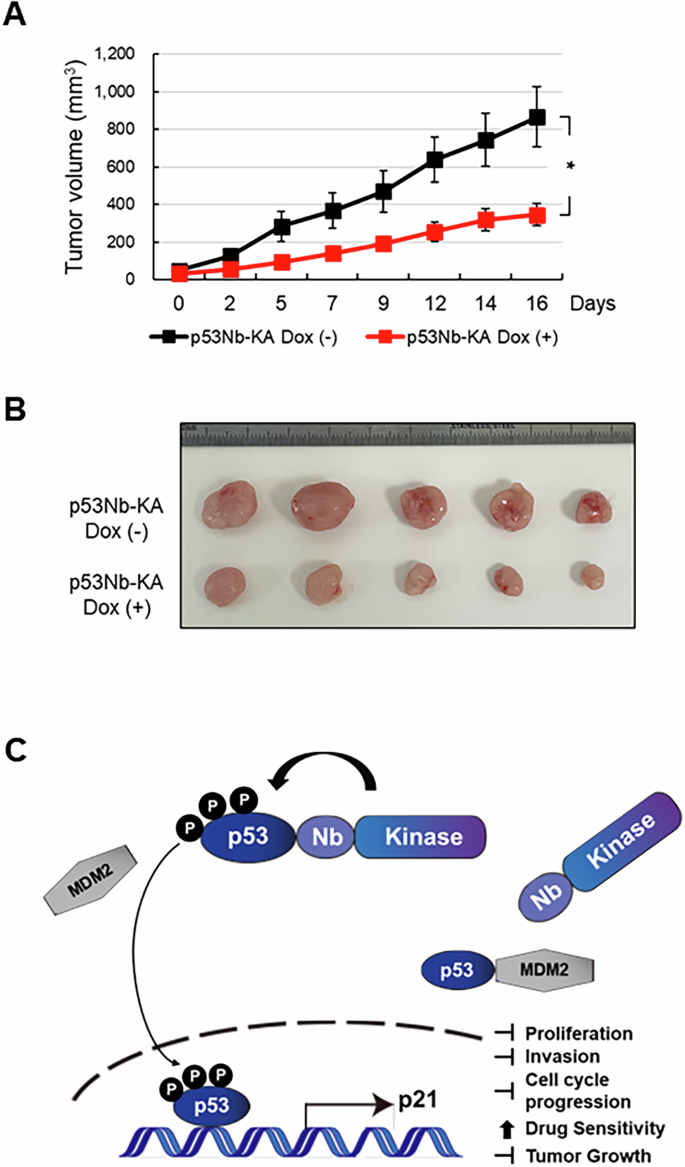 Regulation of cellular states via targeted phosphorylation of p53 using ...