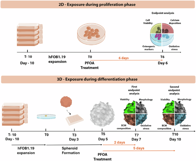 Unveiling the toxic effects of perfluorooctanoic acid on osteoblast ...