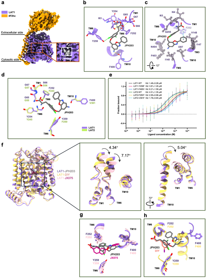 Structural basis for the inhibition mechanism of LAT1-4F2hc complex by ...