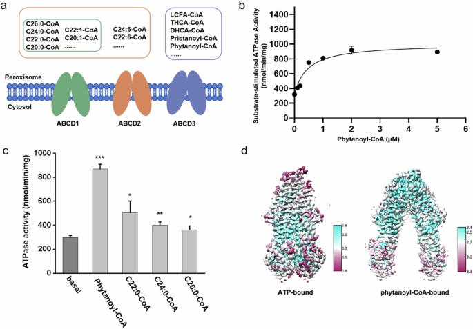 Structural insights into human ABCD3-mediated peroxisomal acyl-CoA ...