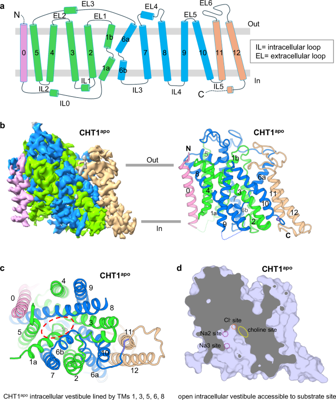 Structural mechanisms of human sodium-coupled high-affinity choline transporter CHT1 | Cell ...