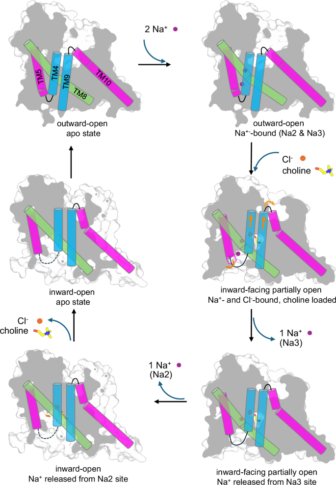Structural mechanisms of human sodium-coupled high-affinity choline ...
