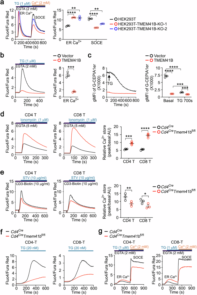 TMEM41B is an endoplasmic reticulum Ca2+ release channel maintaining ...