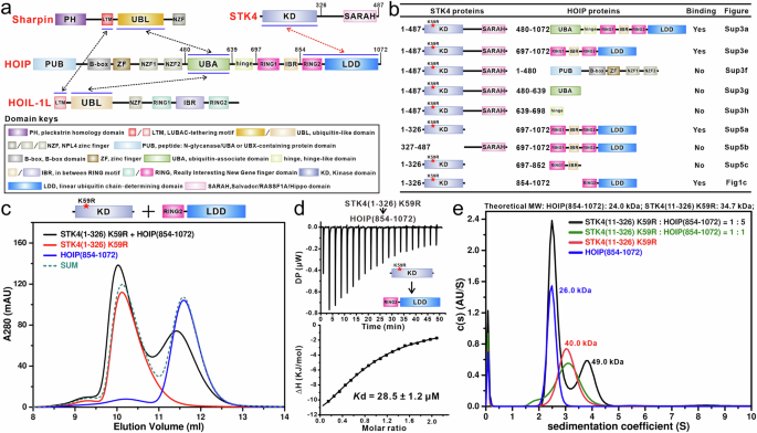 STK4 inhibits the E3 activity of HOIP by phosphorylating its allosteric ...