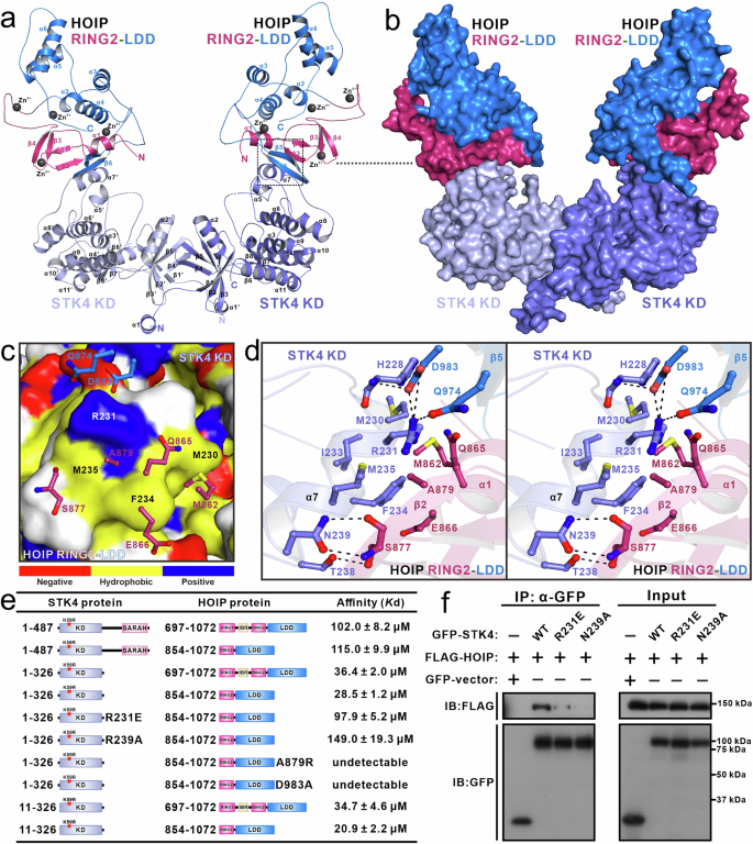 STK4 inhibits the E3 activity of HOIP by phosphorylating its allosteric ...