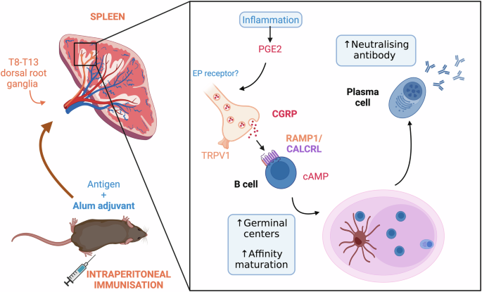 Painful memories boost protective immunity | Cell Research