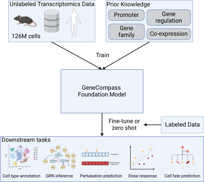 A cross-species foundation model for single cells | Cell Research