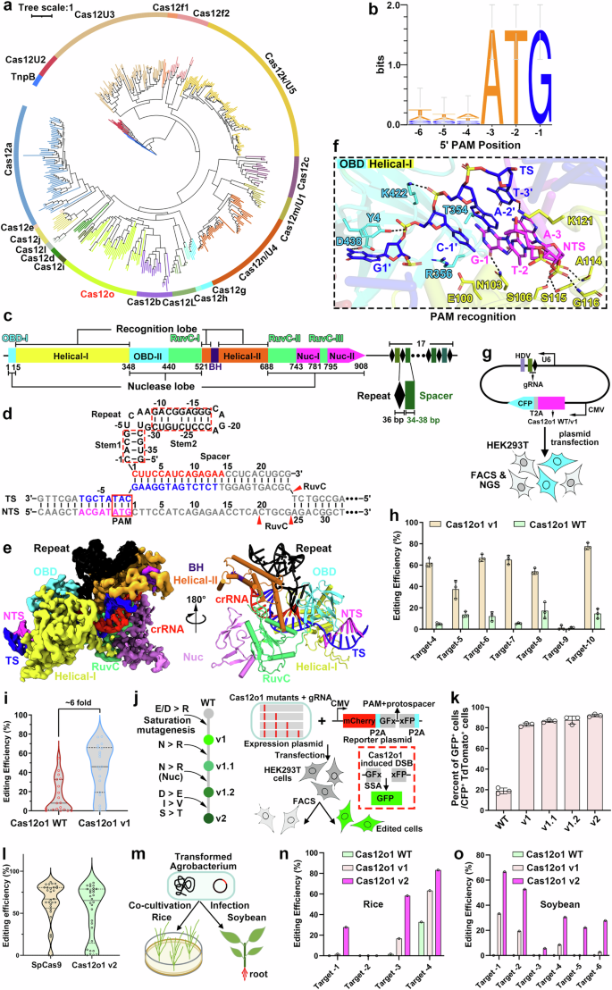 Structure and genome editing activity of the novel CRISPR-Cas12o1 ...