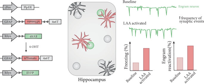 Astrocytes: emerging stars of engrams | Cell Research